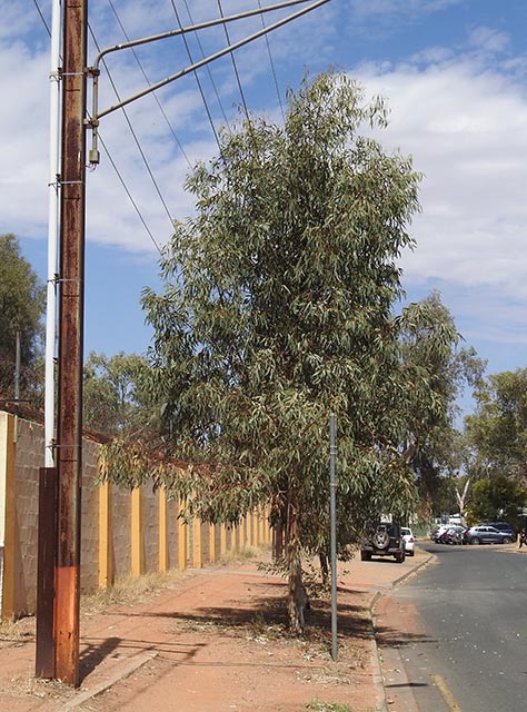 Alice Springs vegetation maintenance program | Power and Water Corporation