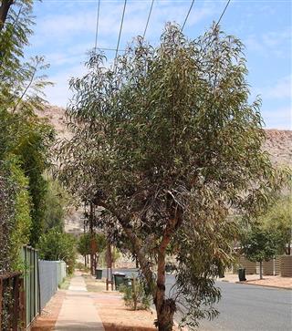 Alice Springs tree replacement program | Power and Water Corporation